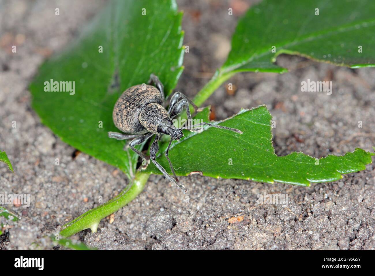 Beetle of Otiorhynchus (sometimes Otiorrhynchus). Many of them e.i ...