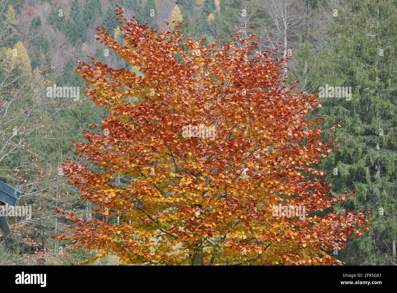 the magnificent colors of autumn Stock Photo - Alamy