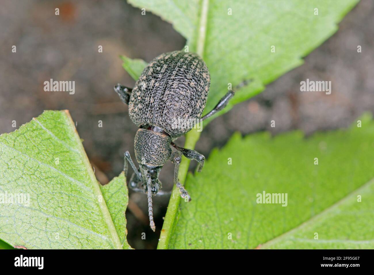Vine weevil hi-res stock photography and images - Alamy