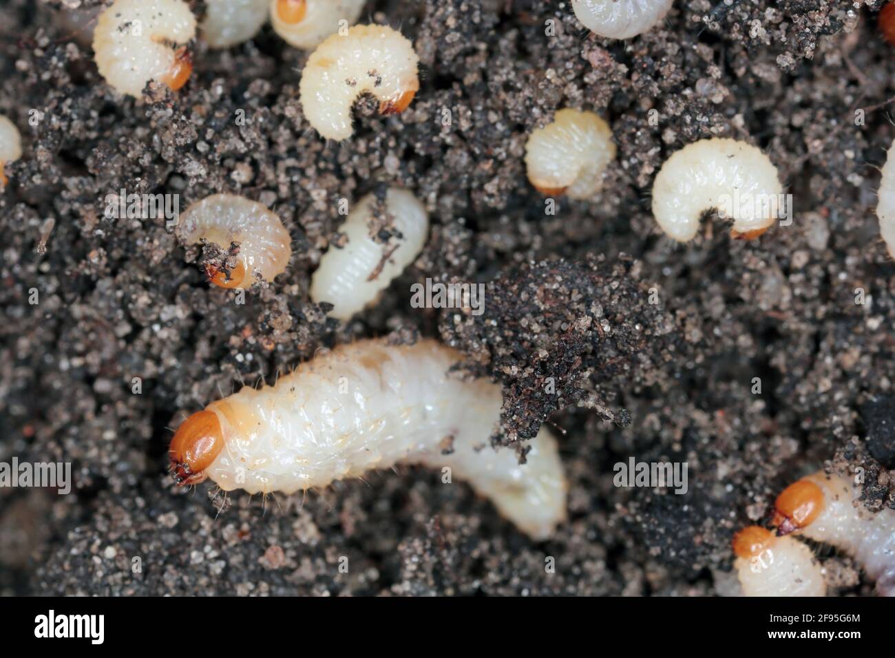Vine weevil larvae hi-res stock photography and images - Alamy