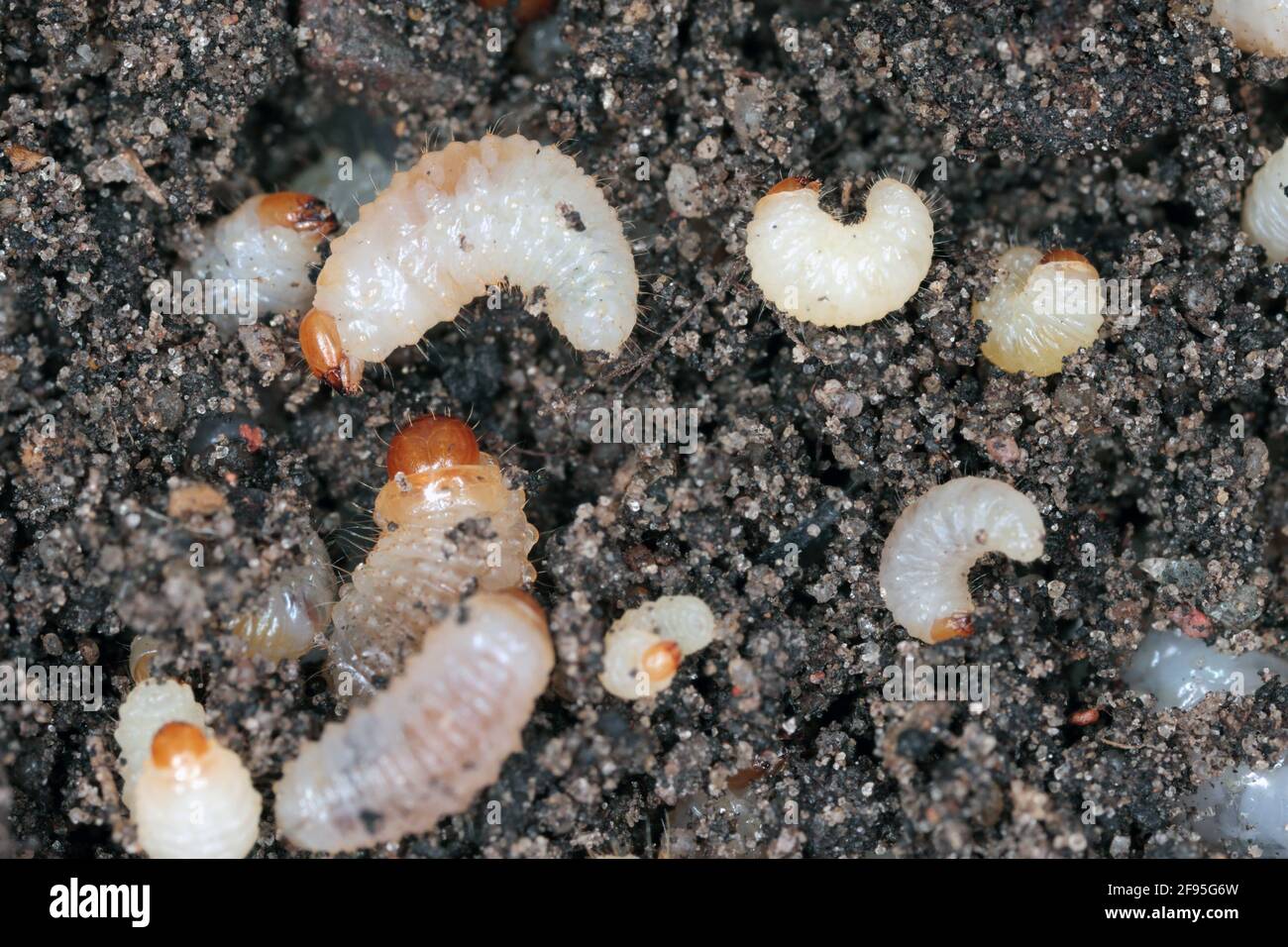 Broad nosed ground weevil hi-res stock photography and images - Alamy