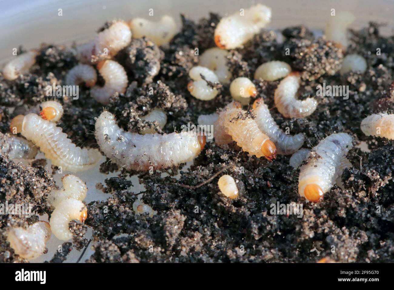 Larvae of Otiorhynchus (sometimes Otiorrhynchus) on soil. Many of them ...