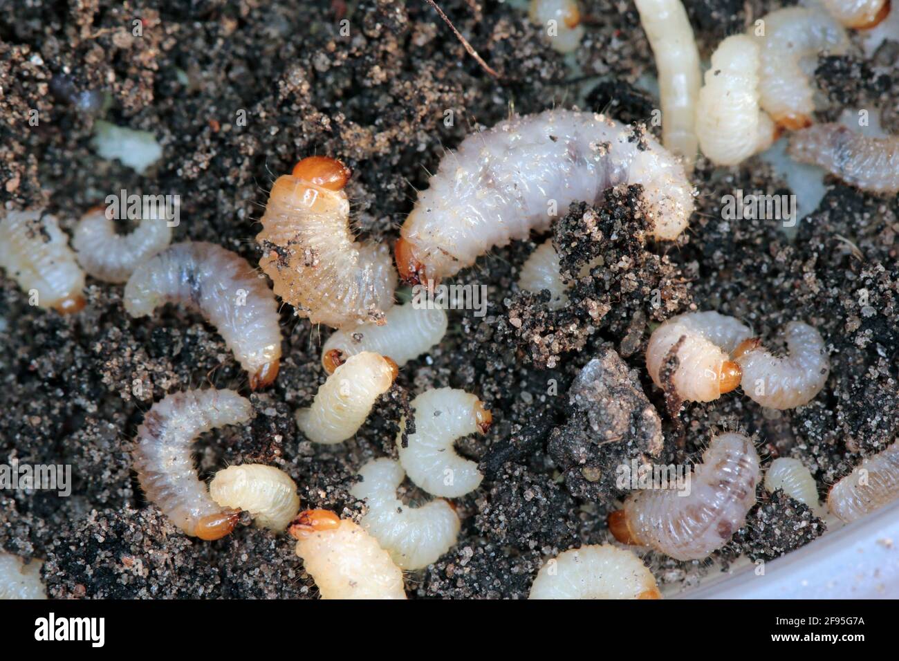Larvae of Otiorhynchus (sometimes Otiorrhynchus) on soil. Many of them ...