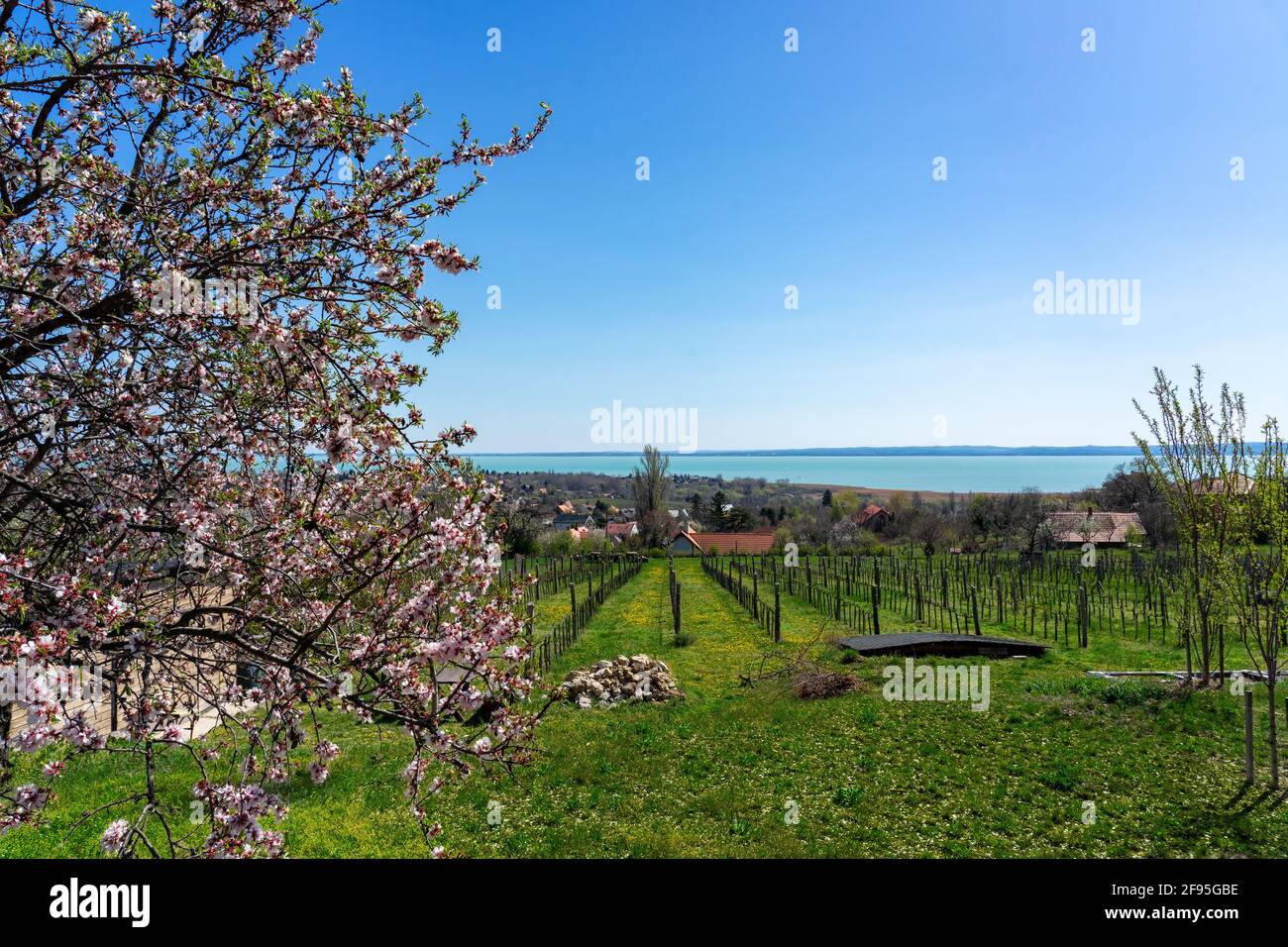 Nice vineyard in Csopak next to the lake Balaton at spring landscape ...