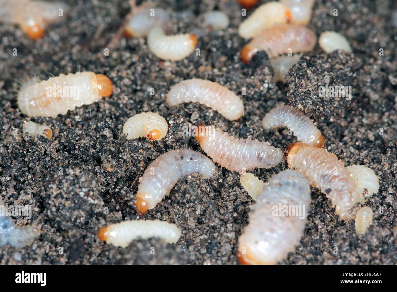 Larvae of Otiorhynchus (sometimes Otiorrhynchus) on soil. Many of them ...
