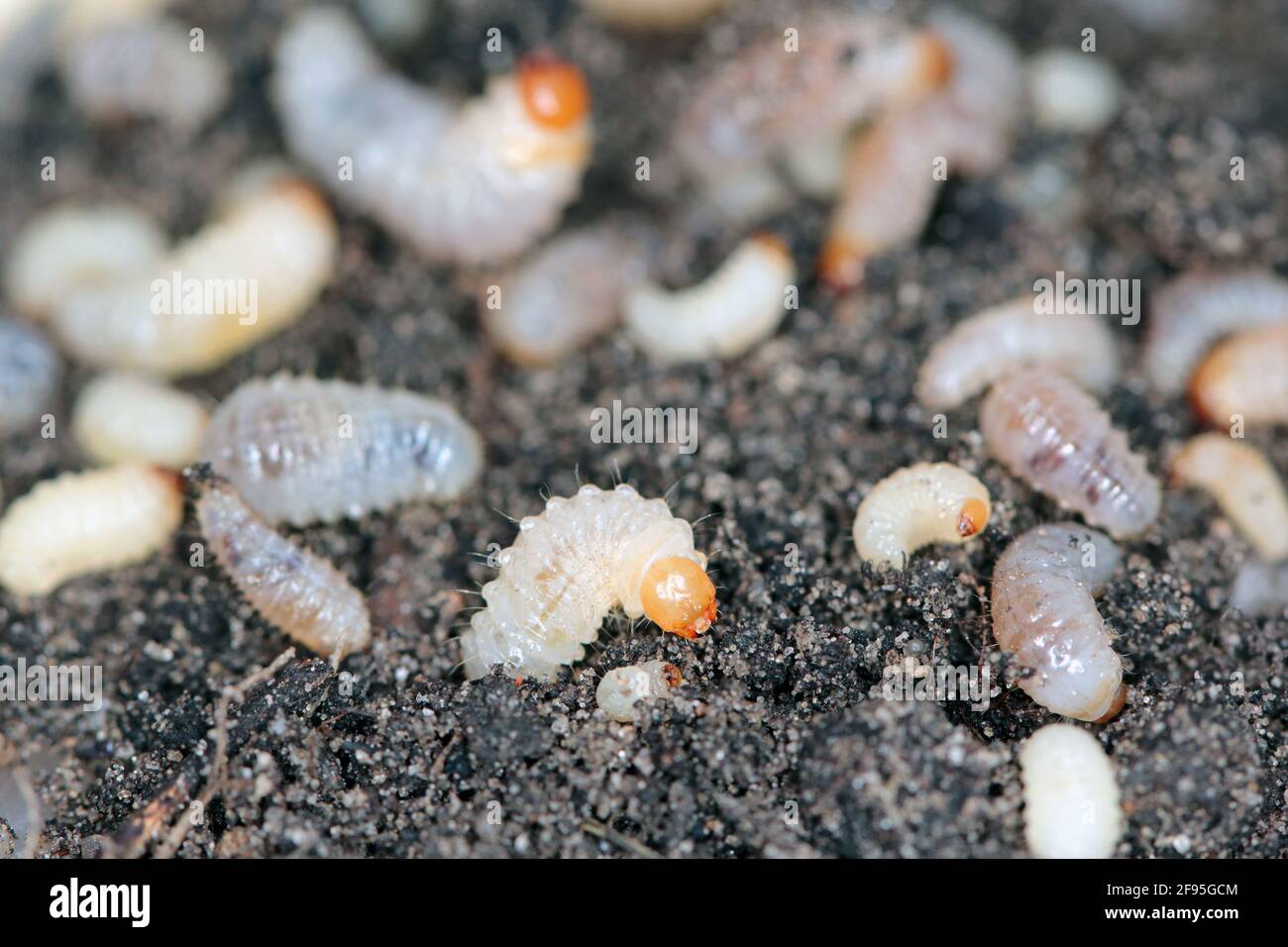 Vine weevil hi-res stock photography and images - Alamy
