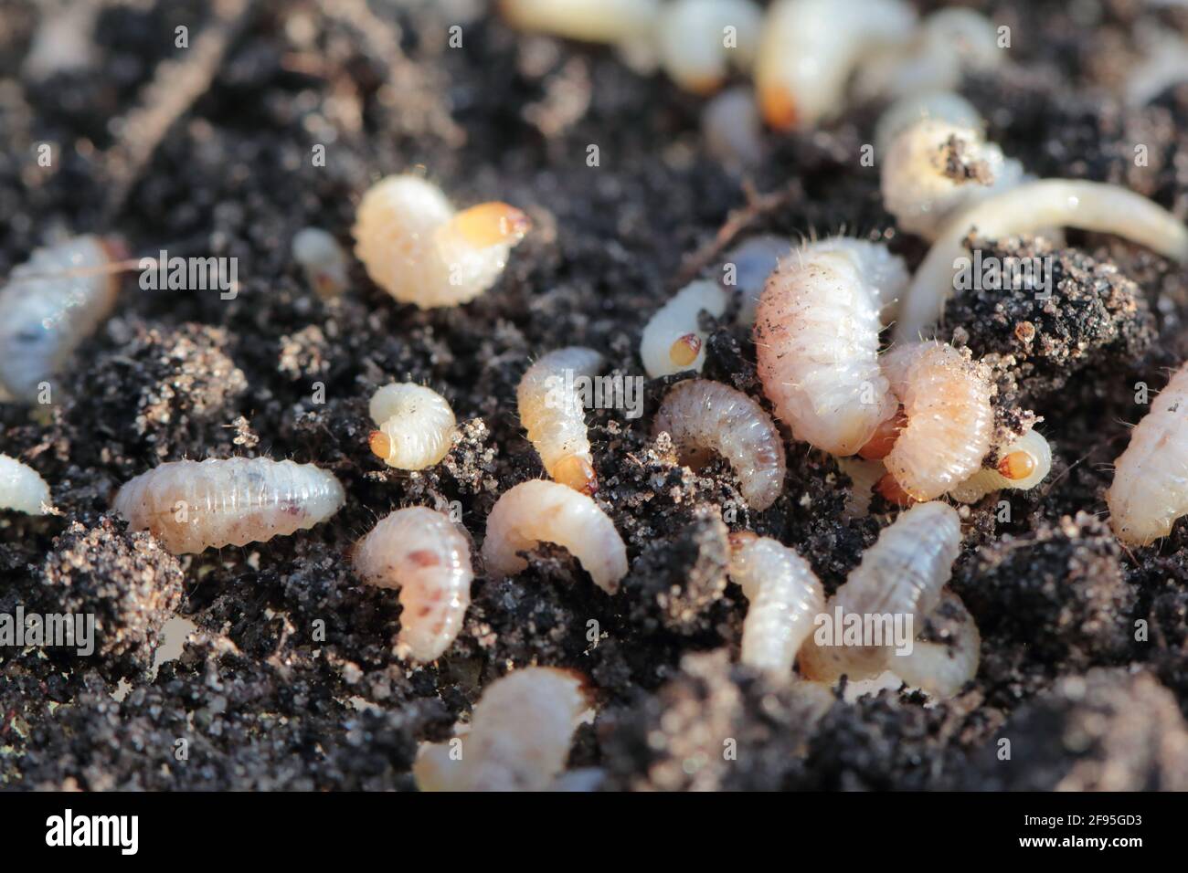 Larvae of Otiorhynchus (sometimes Otiorrhynchus) on soil. Many of them ...