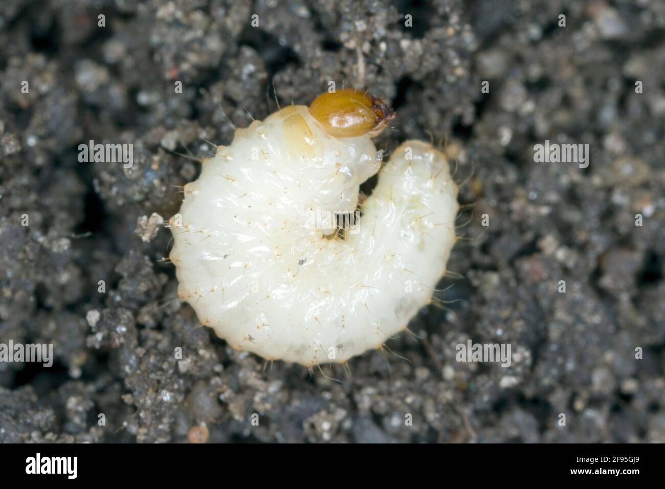 Strawberry root weevil hi-res stock photography and images - Alamy