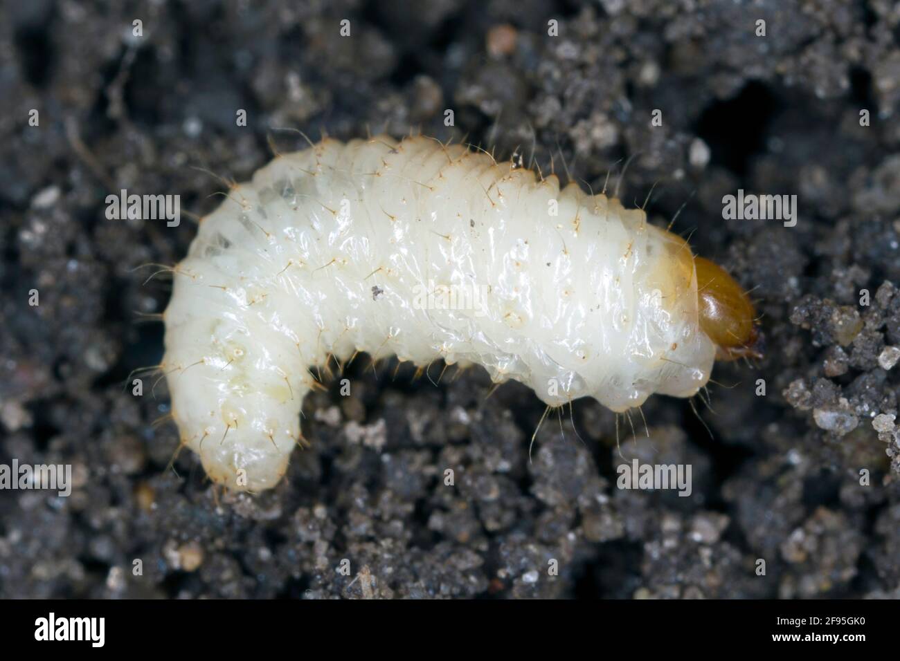 Otiorhynchus larva hi-res stock photography and images - Alamy