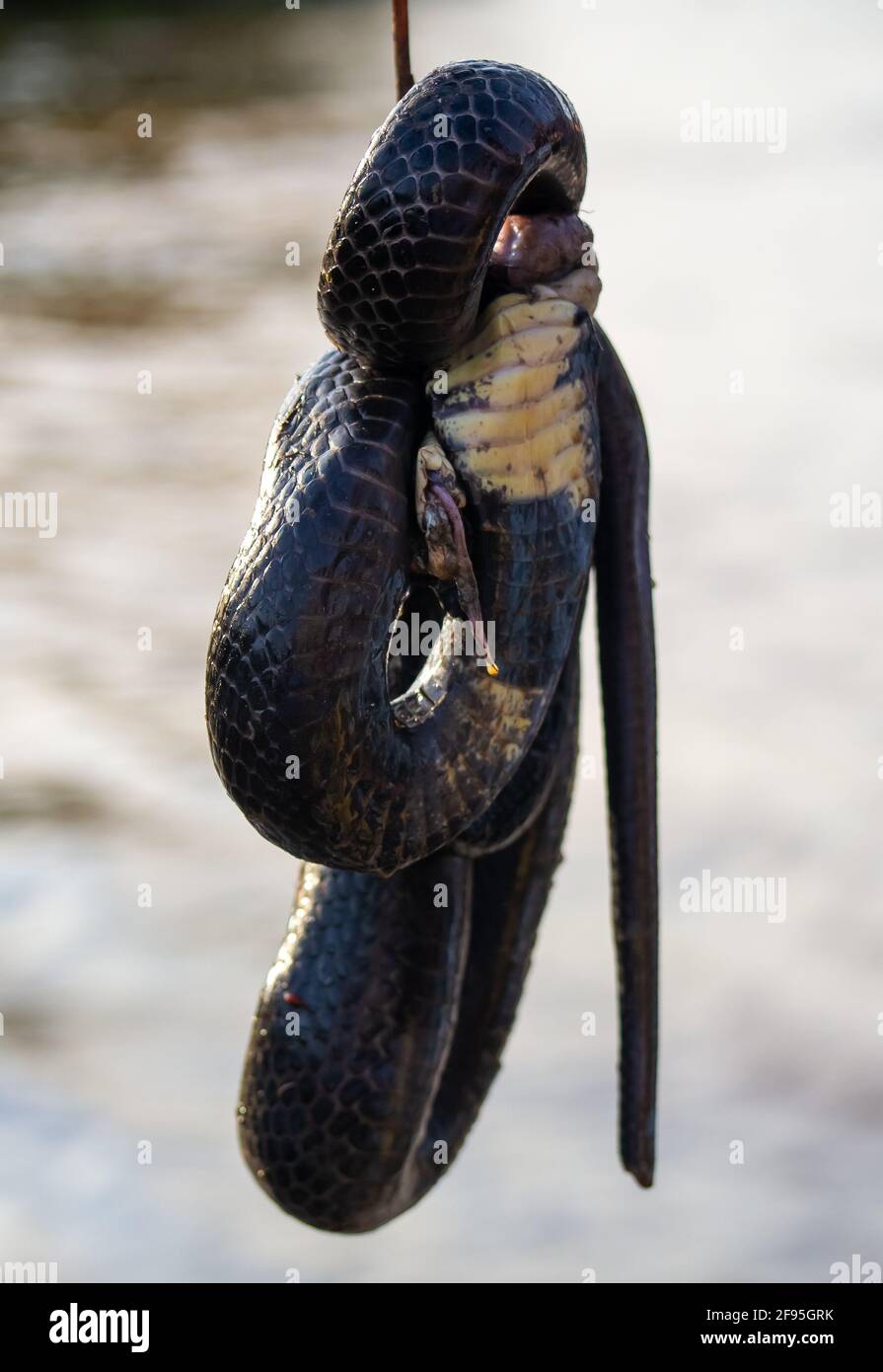 Tropical Rainforest King Cobra