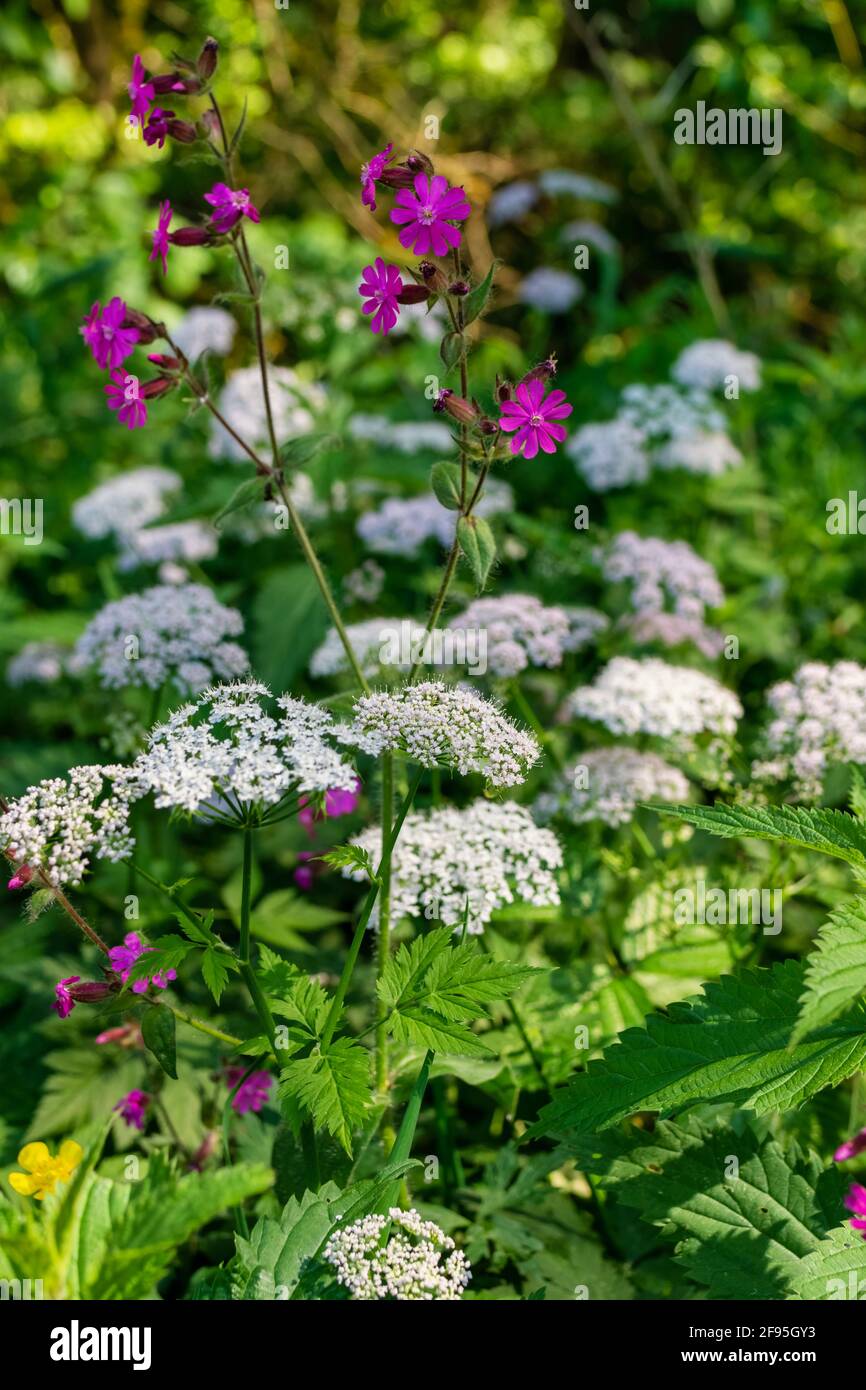 Vertical shot of white Ground Elder flowers on a blurred background ...