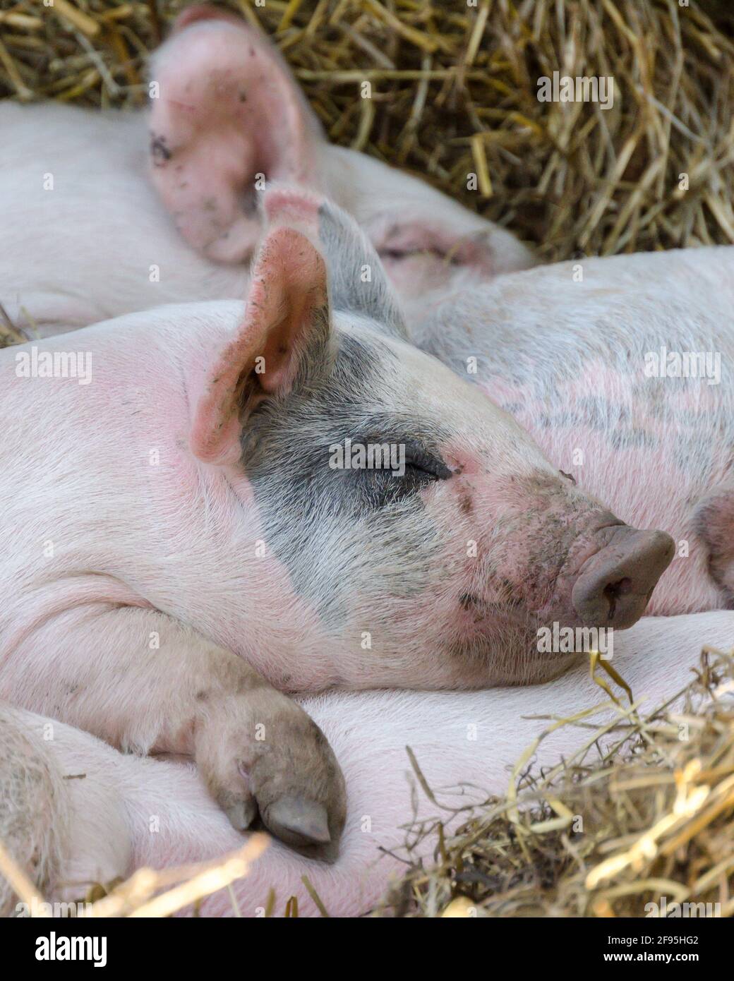 Vertical shot of pink pigs sleeping in the sivestock Stock Photo - Alamy