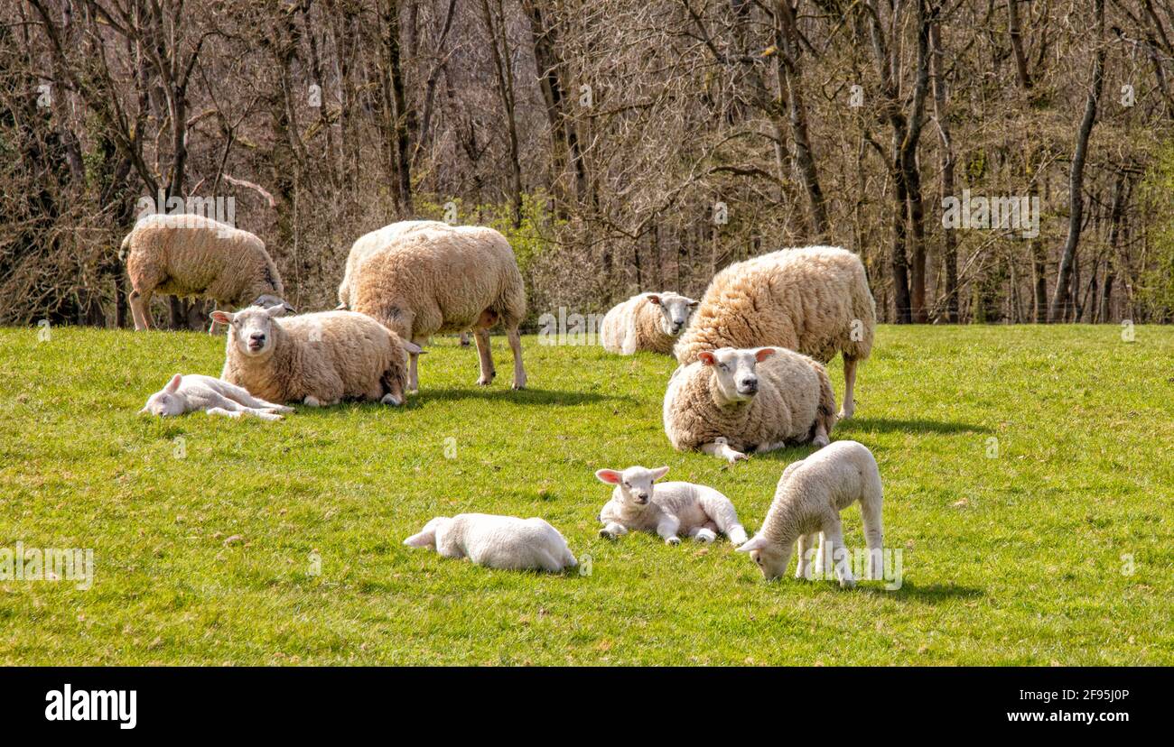 Group of sheep and lambs in spring sunshine, The Cotswolds, England ...