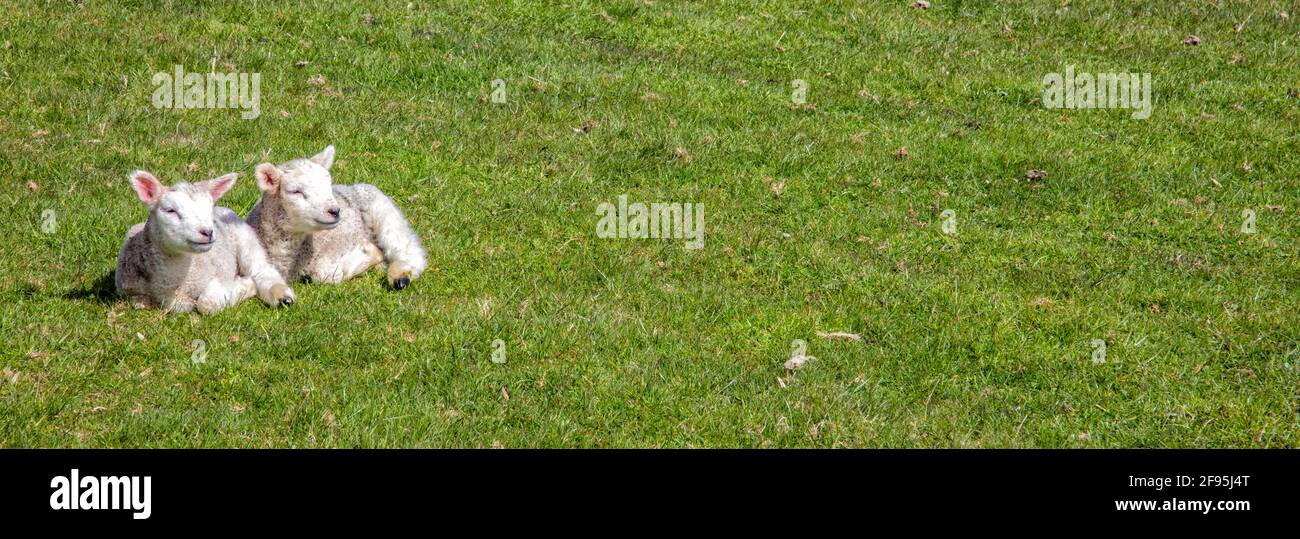 Two lambs in spring sunshine, The Cotswolds, England, United Kingdom ...