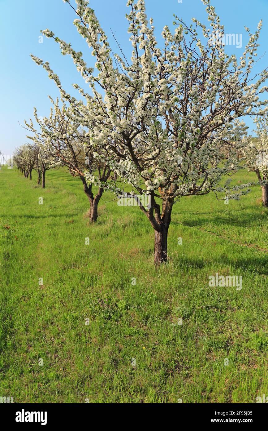 Blooming apple orchard in spring Stock Photo - Alamy