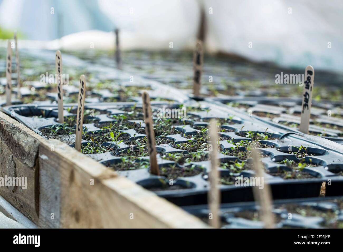 Spring seedlings for planting vegetables in the garden Stock Photo - Alamy
