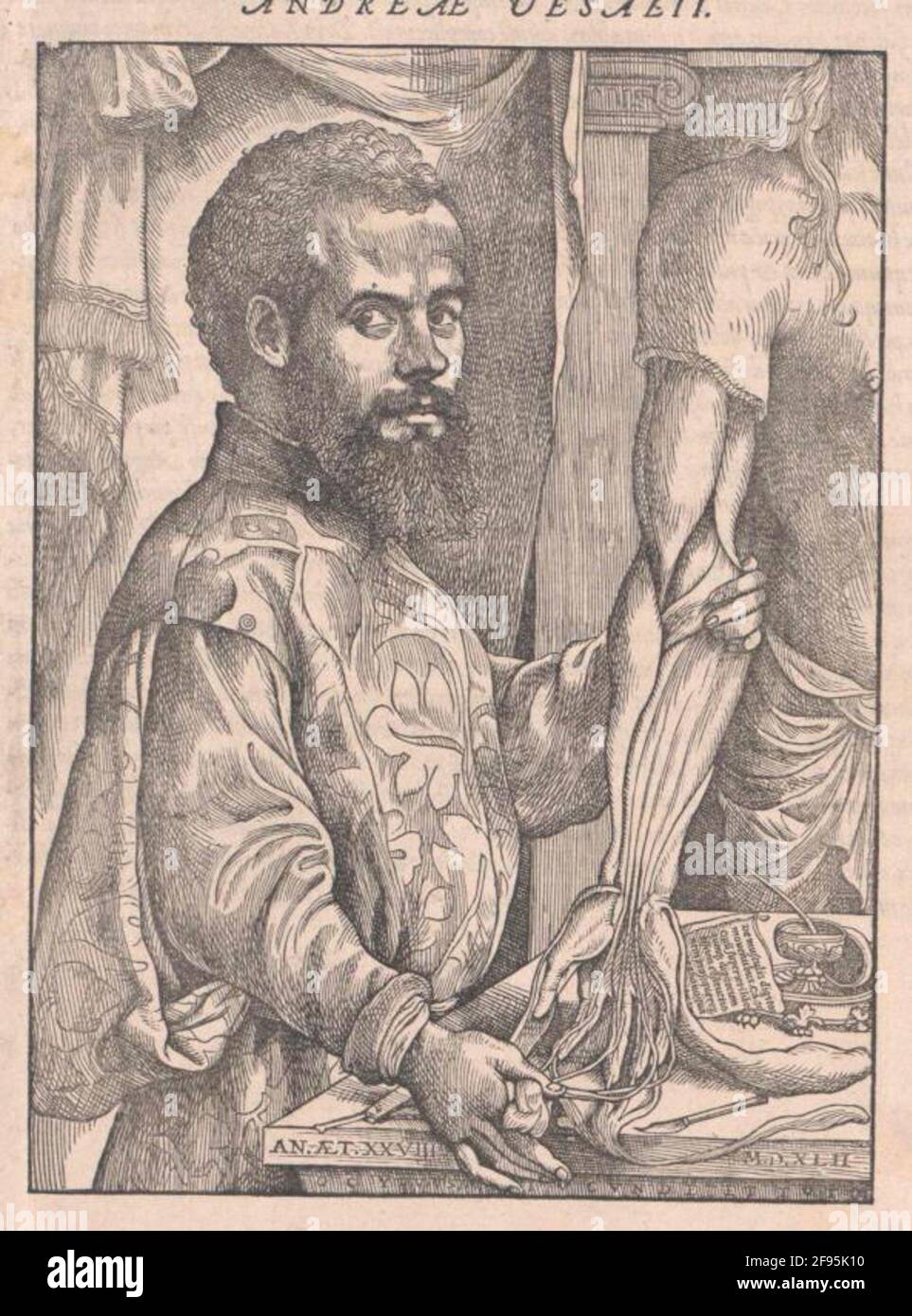 Vesalius human anatomy hi-res stock photography and images - Alamy