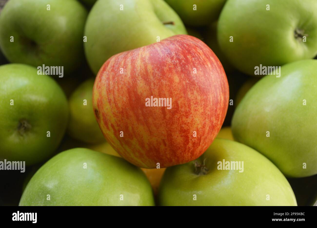 Closeup of a red apple on top of green apples Stock Photo - Alamy