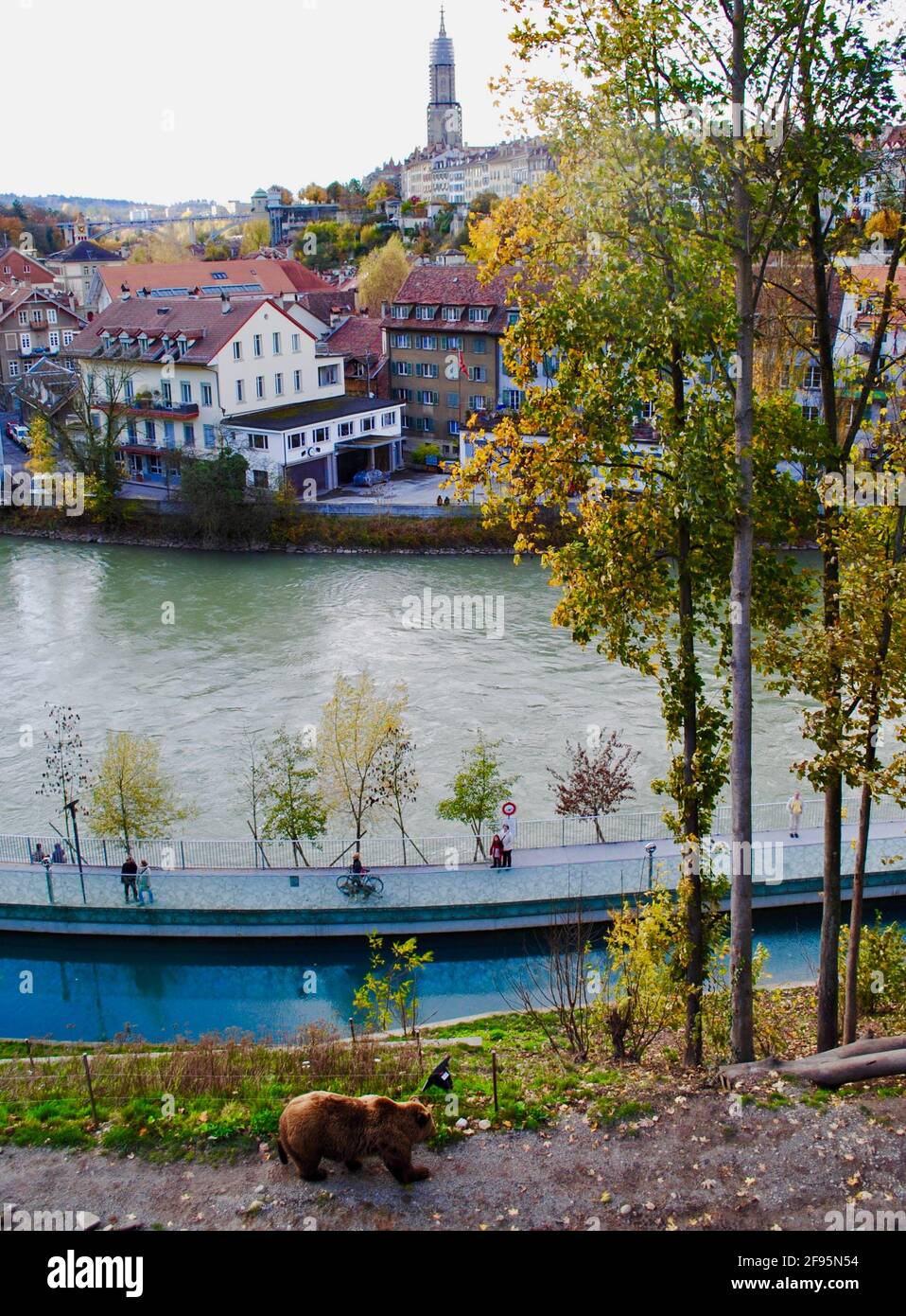 Bern, Switzerland - Eurasian brown bear (Ursus arctos arctos) walks in ...