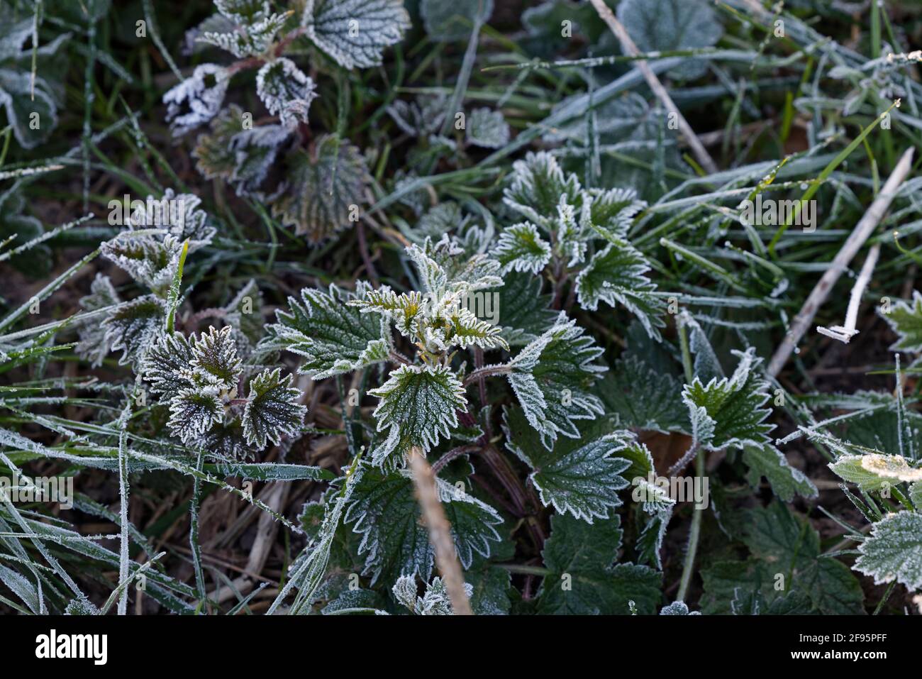 Frosted leaves of wild nettles. Ground frost of ice crystals in the ...