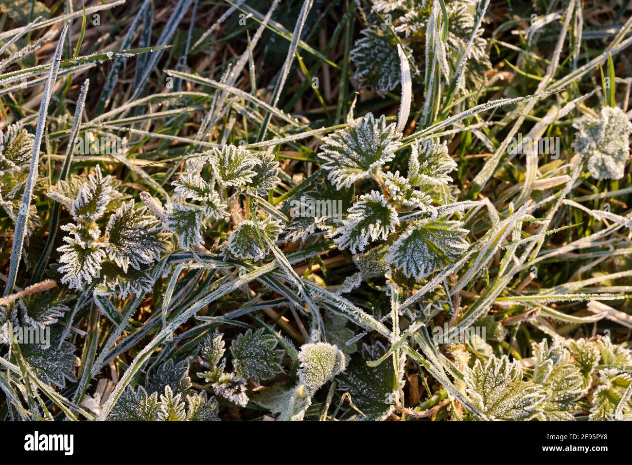 Nettle leaves frosted hi-res stock photography and images - Alamy