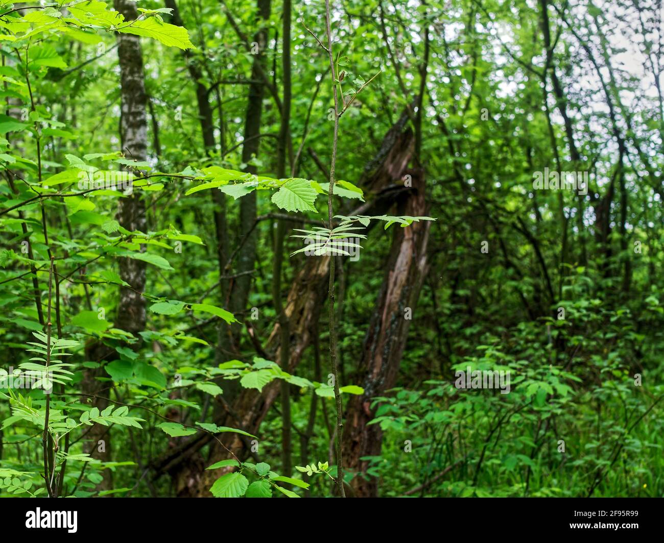 very damp forest in spring, Moscow Stock Photo - Alamy