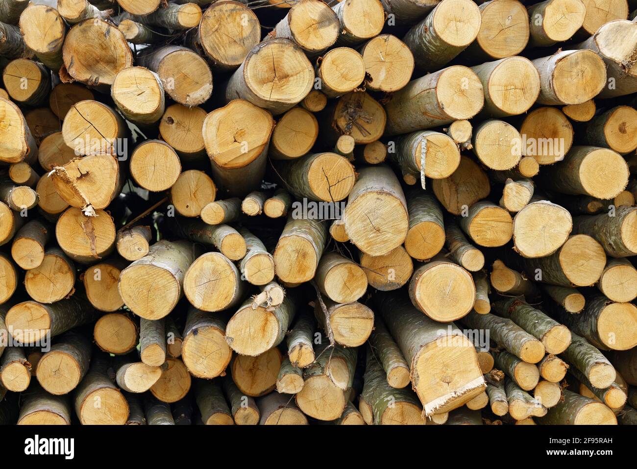 Hazel wood texture hi-res stock photography and images - Alamy
