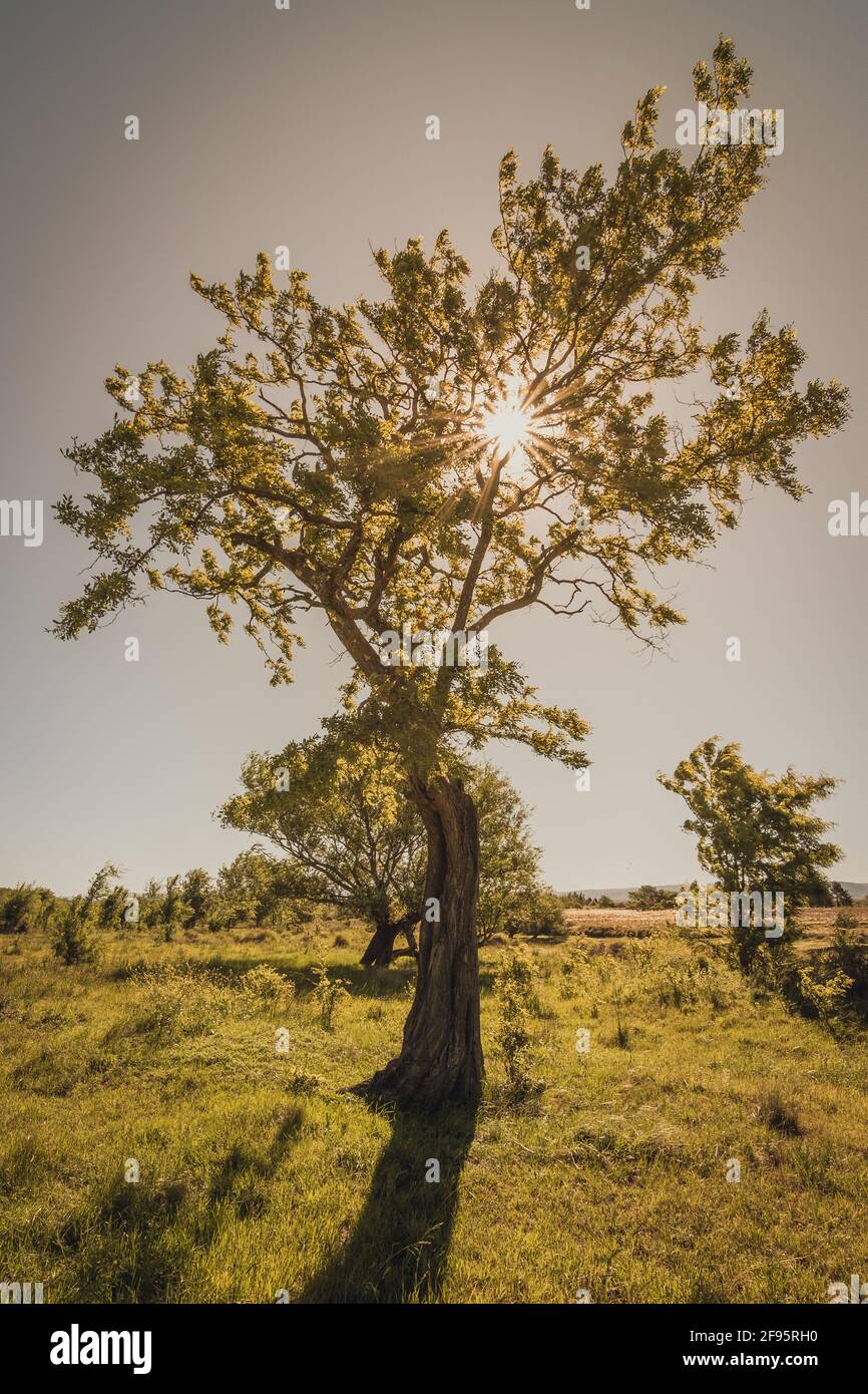 One tree with sunshine Stock Photo - Alamy