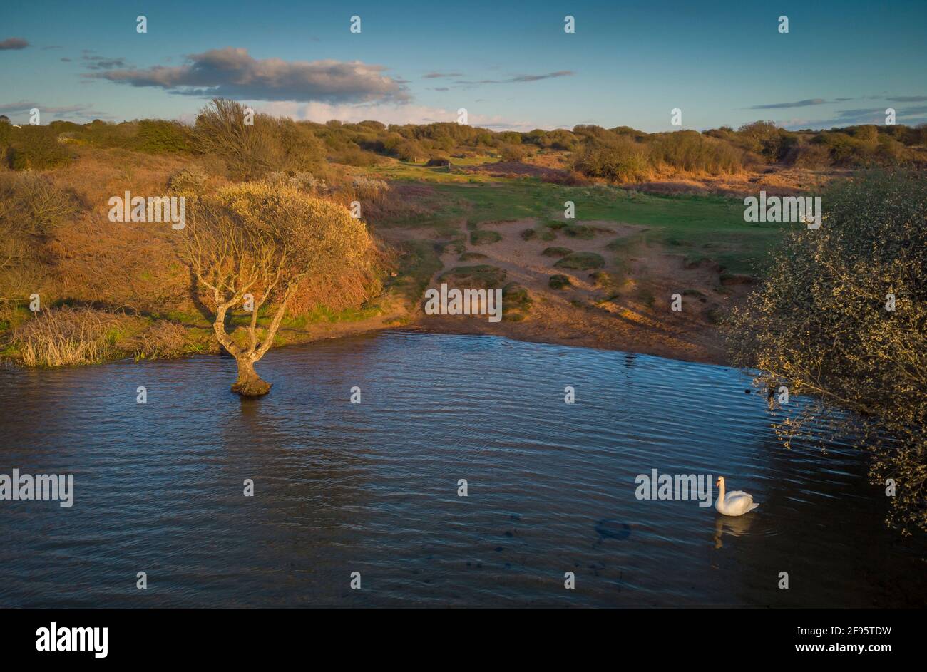 A swan and a tree at early evening in Kenfig pool nature reserve near ...