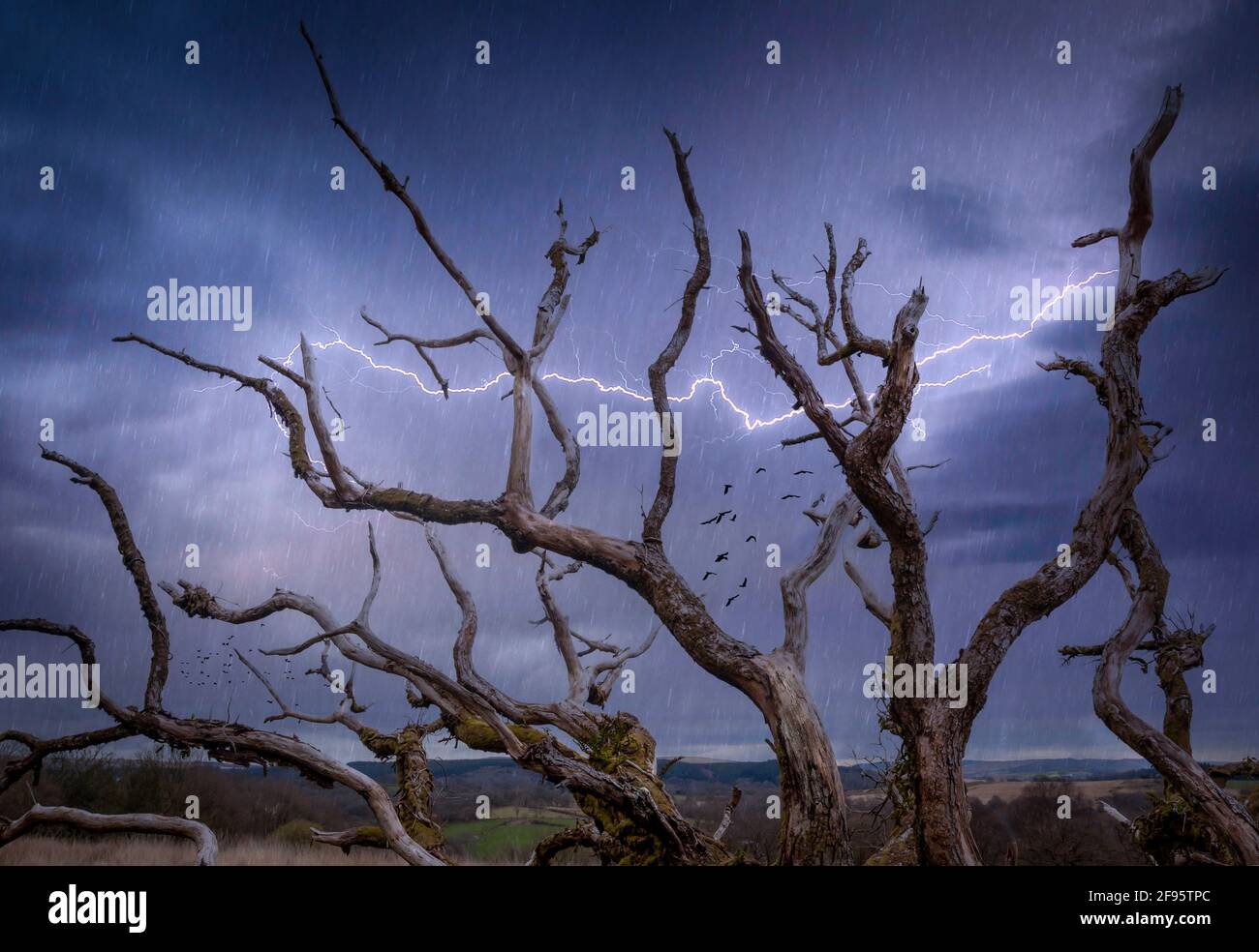 Slightly spooky composite weather photo with a dead tree, rain and ...