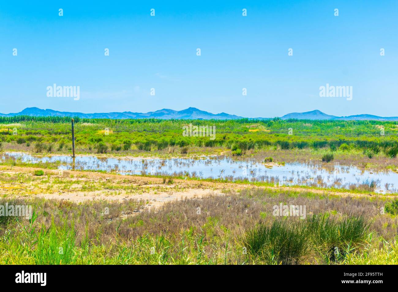 Marshes of Albufera national park at Mallorca, Spain Stock Photo - Alamy