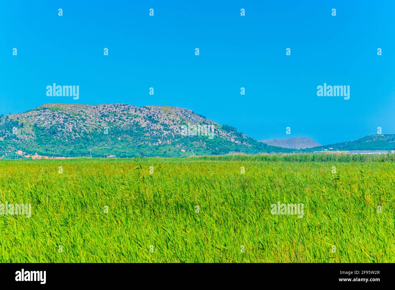 Marshes of Albufera national park at Mallorca, Spain Stock Photo - Alamy