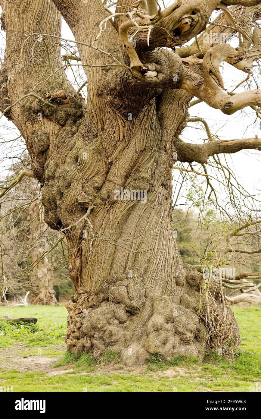 Twisted knobbly hi-res stock photography and images - Alamy