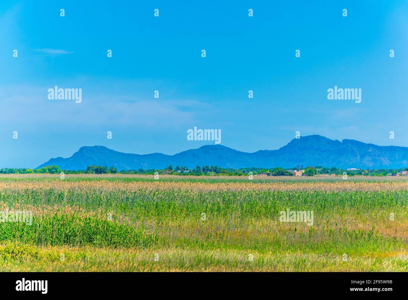 Albufera natural park majorca hi-res stock photography and images - Alamy