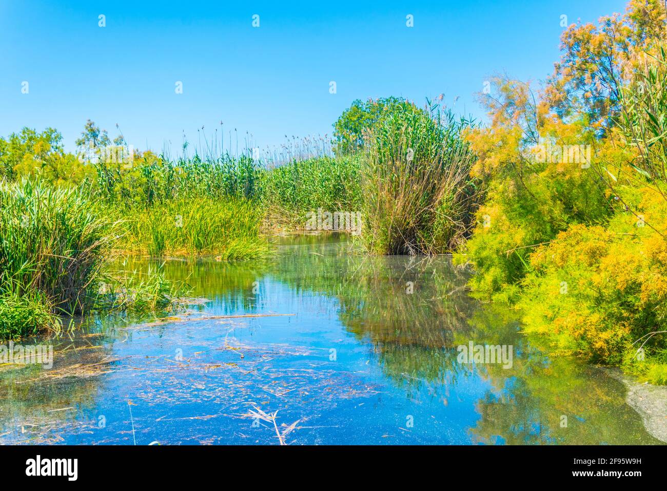 Marshes of Albufera national park at Mallorca, Spain Stock Photo - Alamy