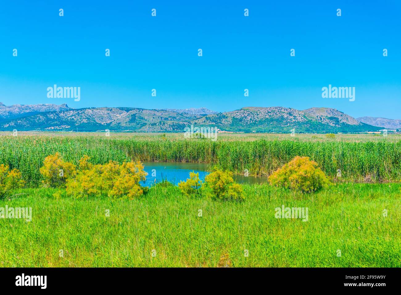 Marshes of Albufera national park at Mallorca, Spain Stock Photo - Alamy