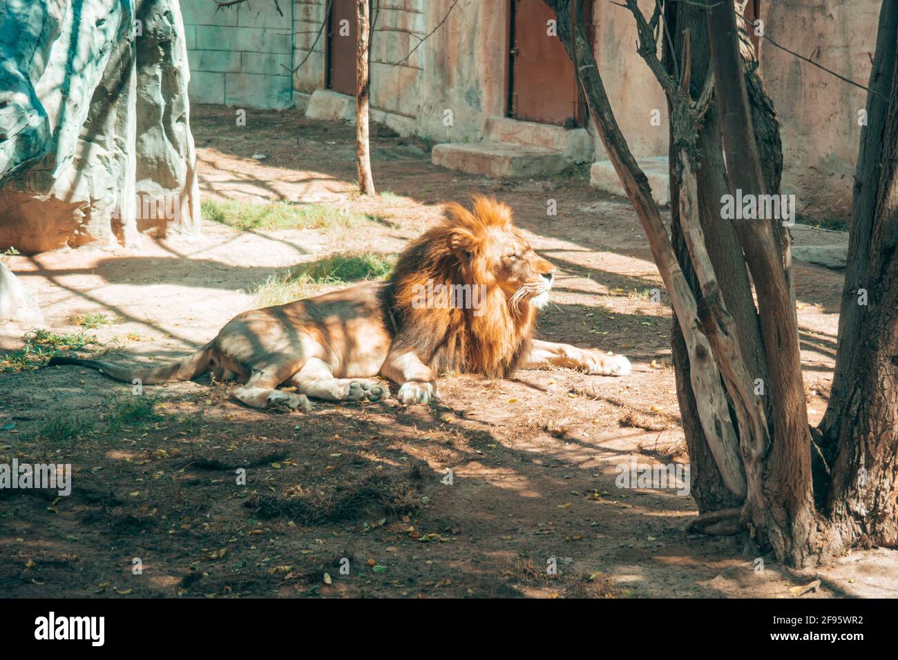 A majestic lion lying down at sunset in the zoo - Family attractions ...