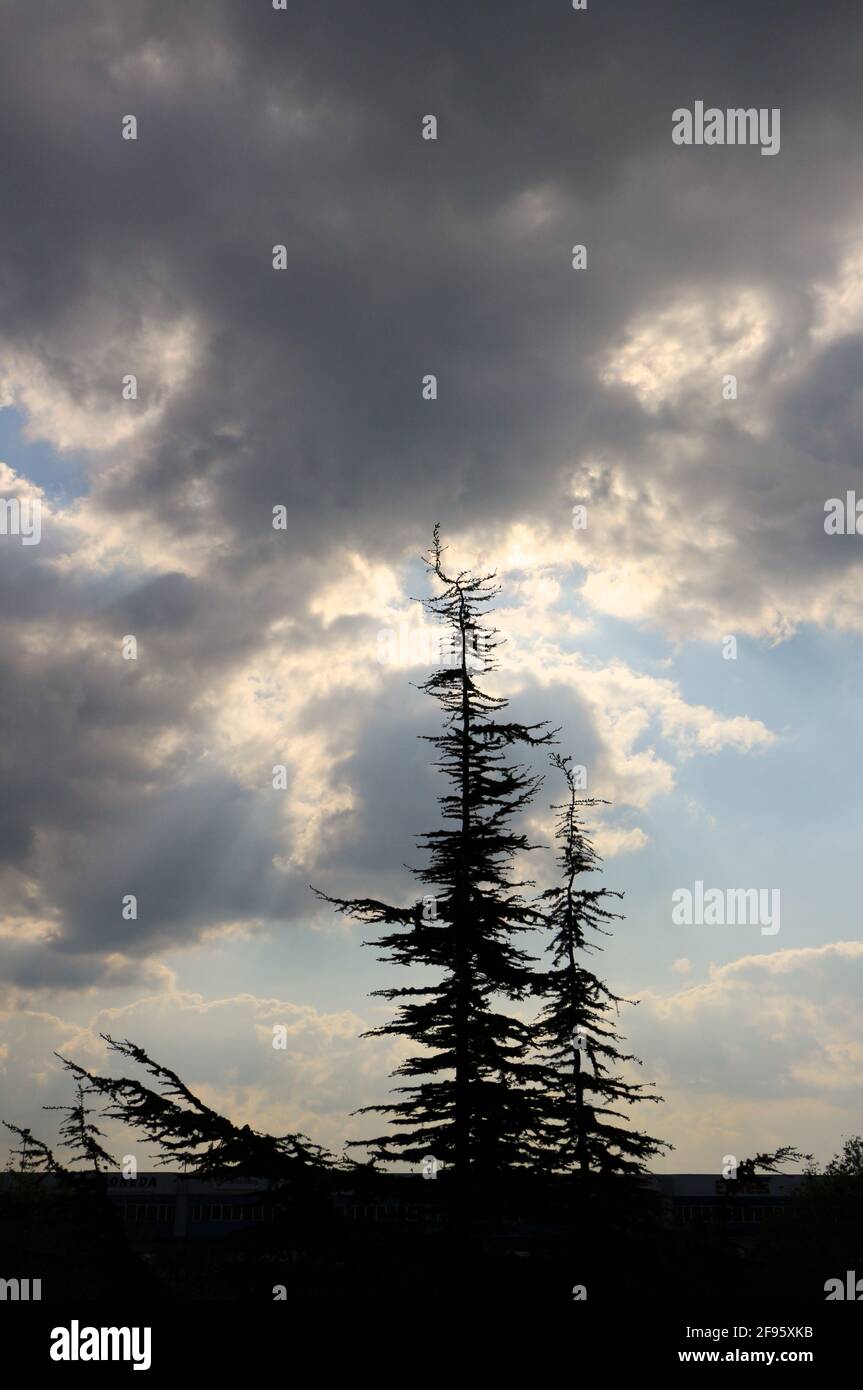 Silver pine tree hi-res stock photography and images - Alamy