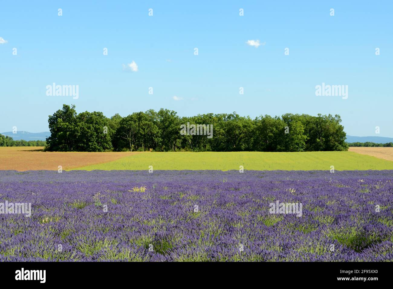 Copse of trees hi-res stock photography and images - Alamy