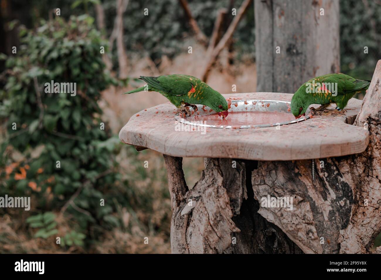 Parrots field hi-res stock photography and images - Alamy