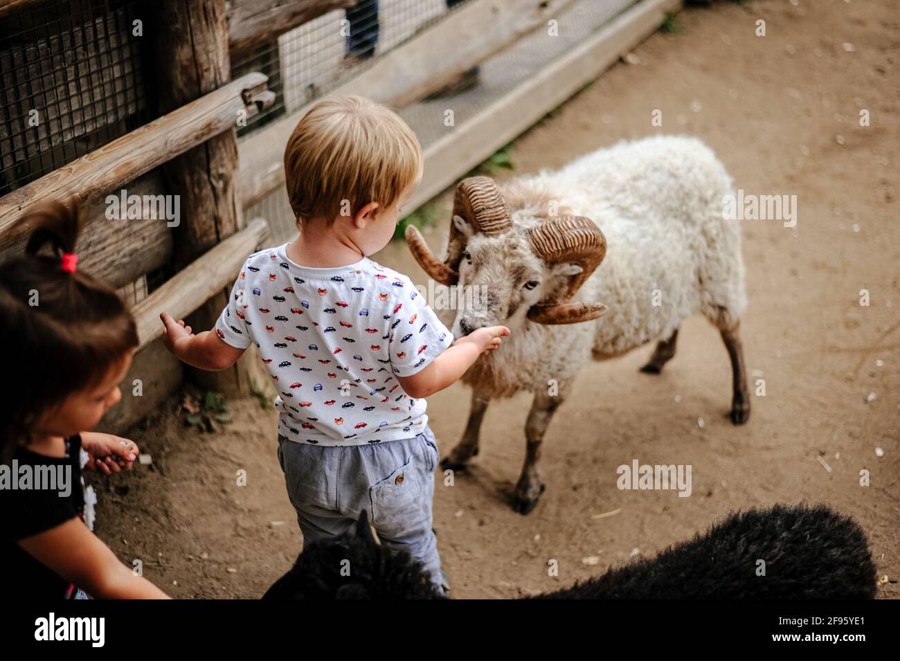 Did you know, that sheep are very gentle animals Stock Photo - Alamy