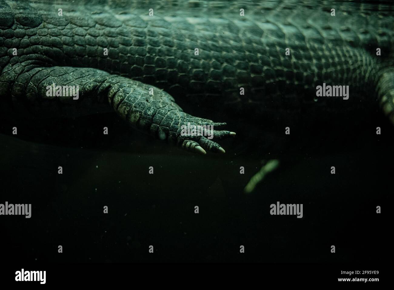 Cold-blooded killers - alligator and crocodile Stock Photo - Alamy