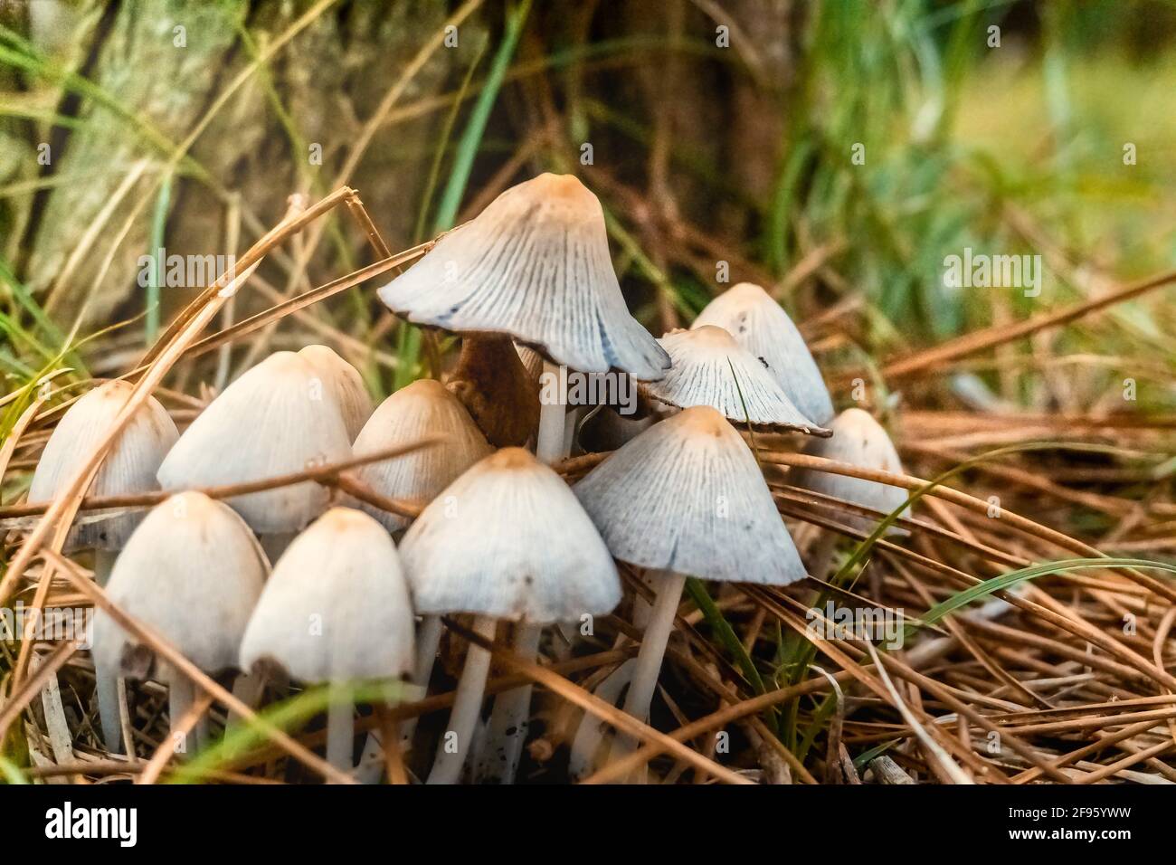 Mushroom foot hi-res stock photography and images - Alamy