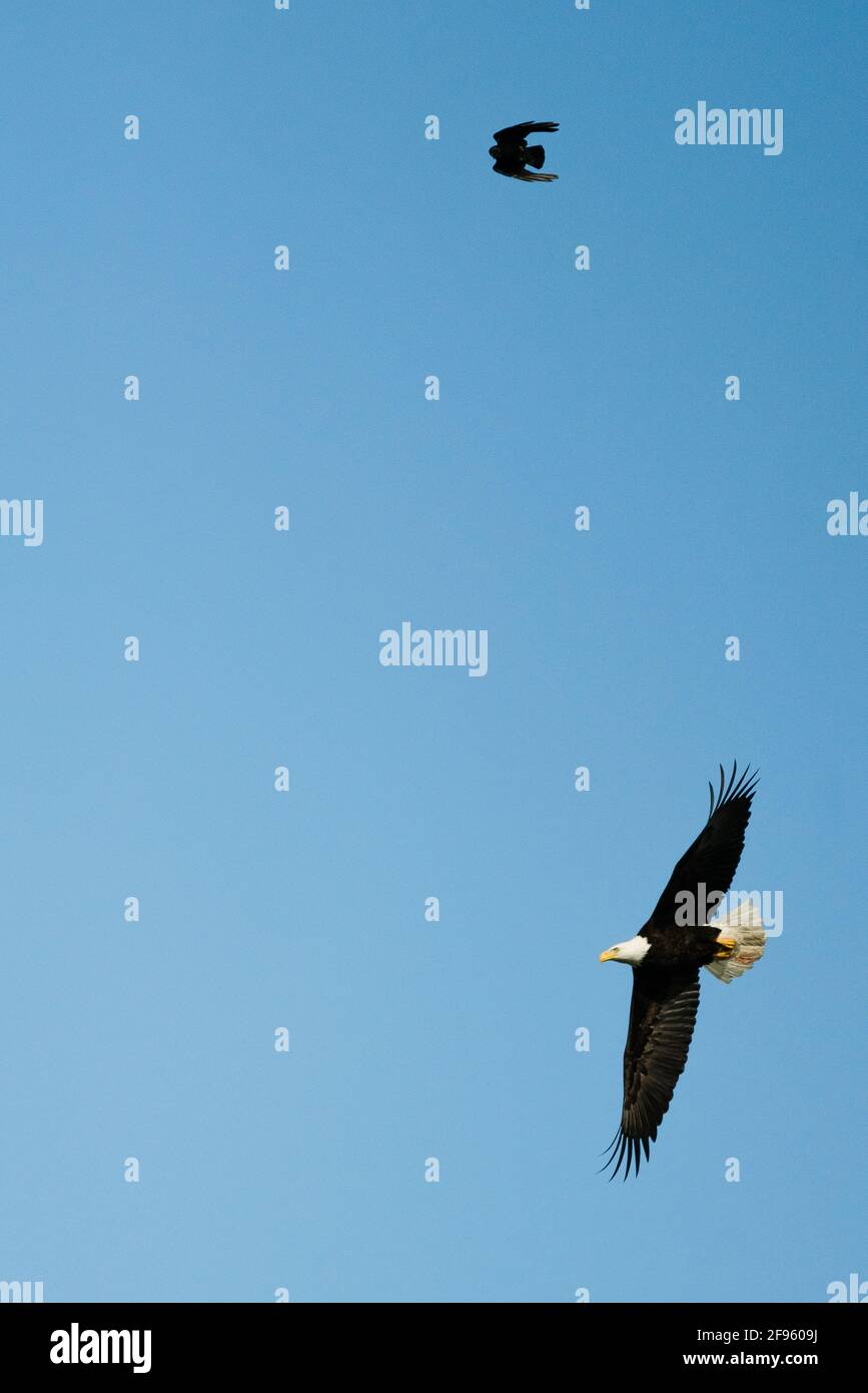 View from below of a Bald Eagle and a Crow flying together Stock Photo ...