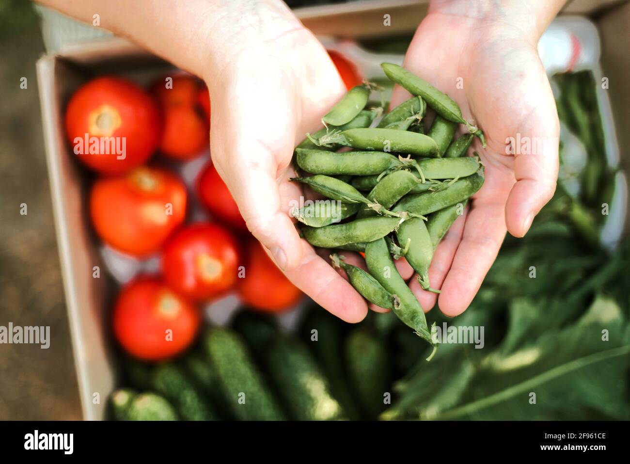Healthy garden hi-res stock photography and images - Alamy
