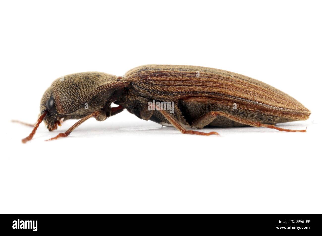 Agriotes lineatus is a species of beetle from the family of Elateridae ...