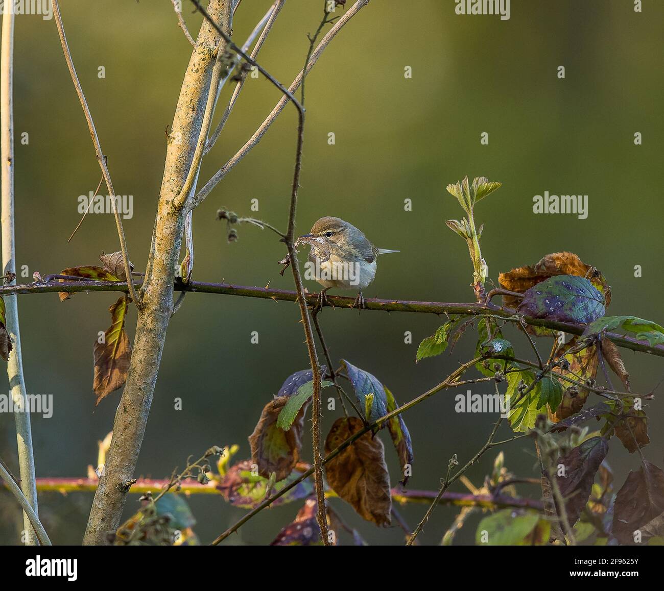 Chiffchaff nest phylloscopus collybita hi-res stock photography and ...