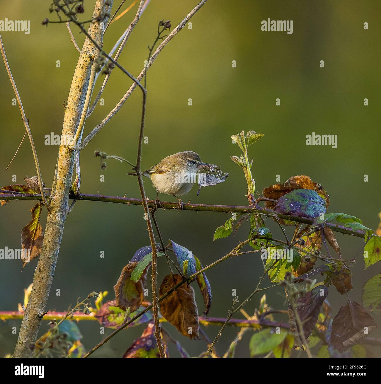 Chiffchaff nest phylloscopus collybita hi-res stock photography and ...