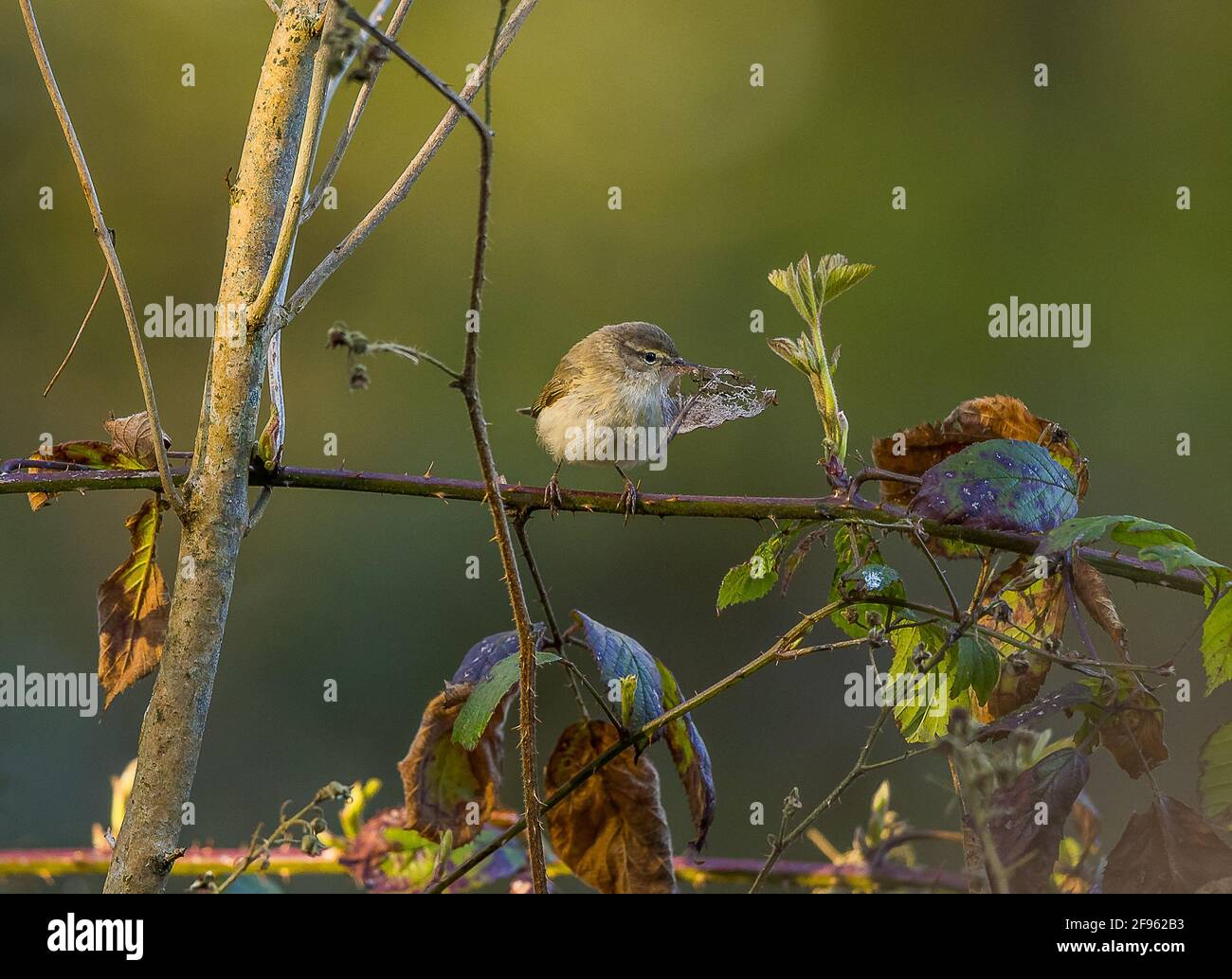 Phylloscopus collybita nest material hi-res stock photography and ...