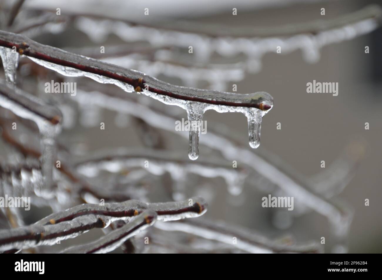 Frozen branches after an ice storm Stock Photo - Alamy